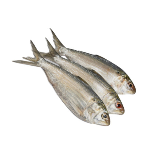 Small Hilsha 5 pieces 1kg VAC - Eurocross