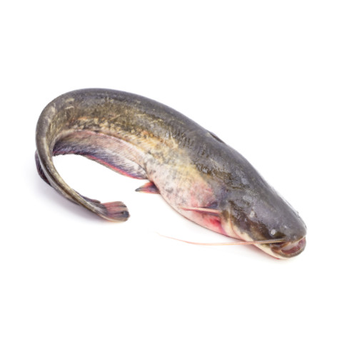 Catfish Whole Gutted 2.5kg - Eurocross