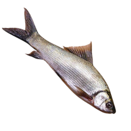 Gonia Whole 400g+ 1.4kg - Eurocross