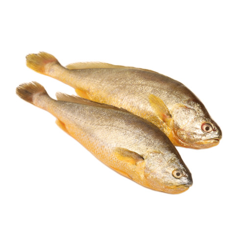Yellow Croaker 400/800g 3kg - Eurocross